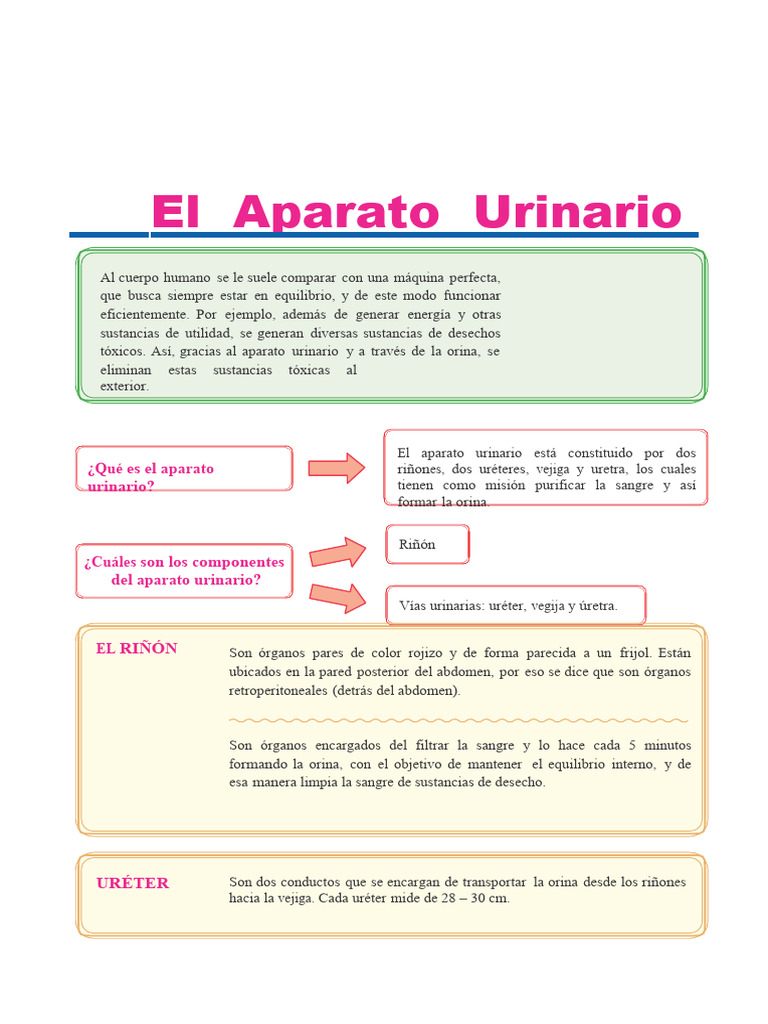 El Aparato Urinario para Quinto de Primaria | PDF | Sistema urinario | Riñón