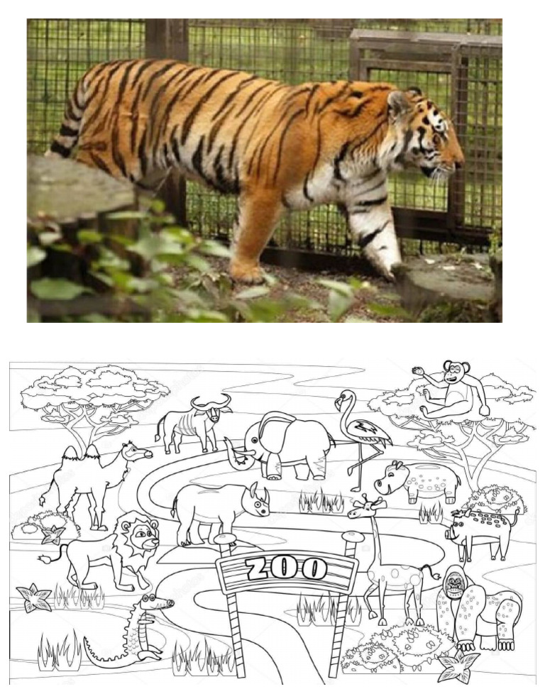 Zoo | PDF
