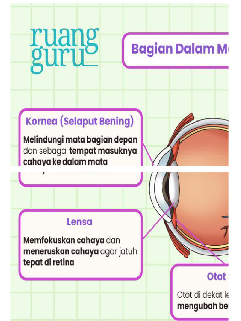 Bagian Bagian Mata | PDF