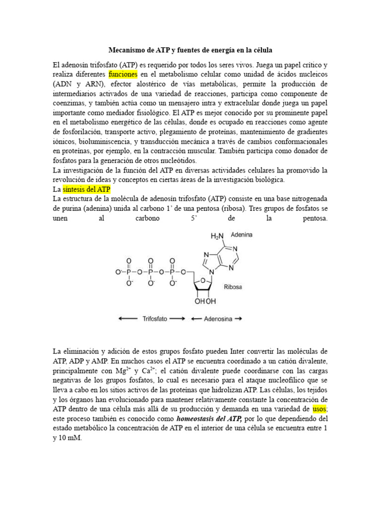 Funciones y síntesis del ATP en células | PDF | Trifosfato de adenosina ...