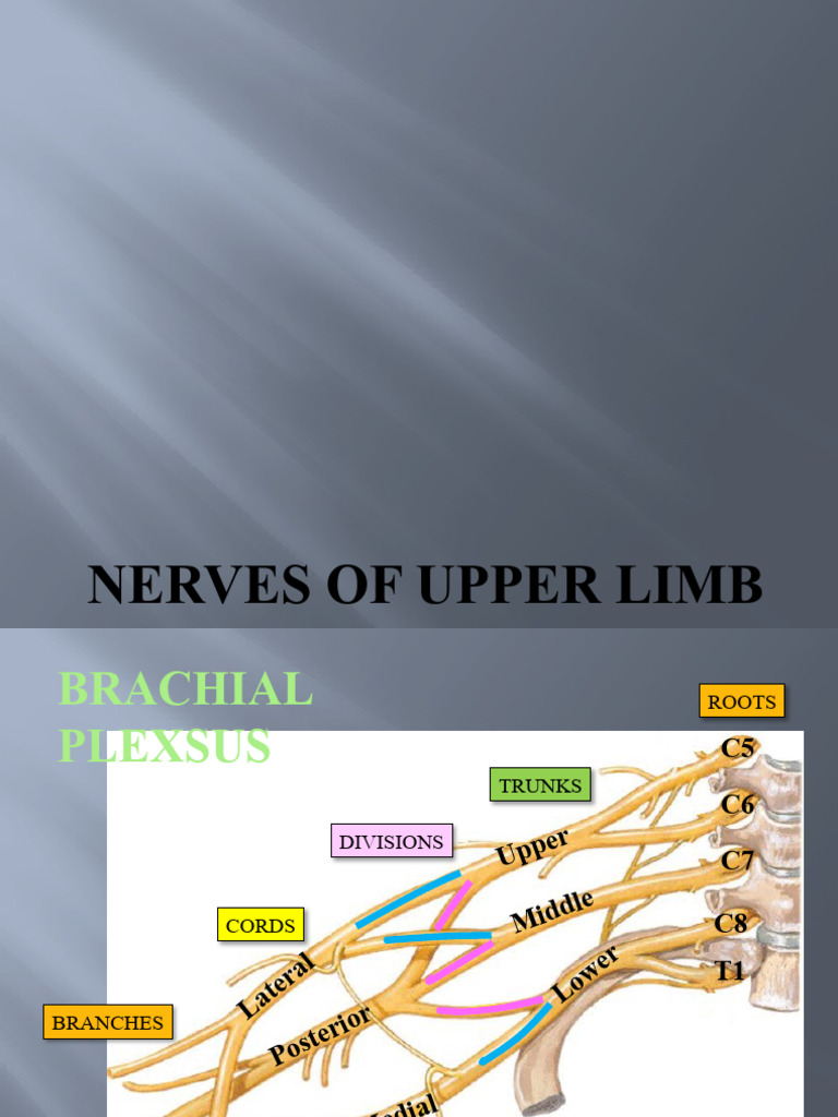 Nerves of Upper Limb | PDF