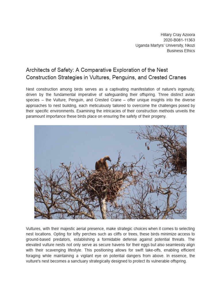 Bird Nests | Download Free PDF | Birds | Penguin
