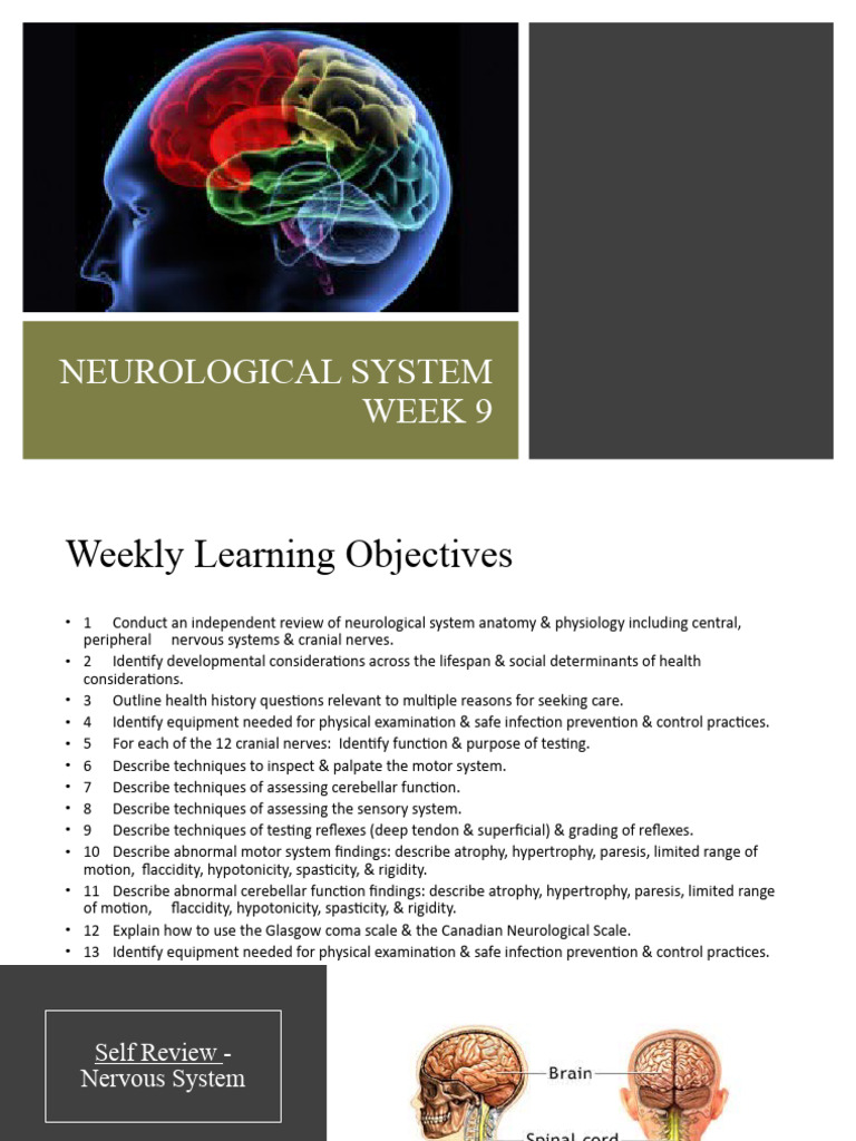 Neurological Assessment | PDF | Central Nervous System | Anatomical ... Neurological Assessment | PDF | Central Nervous System | Anatomical ...