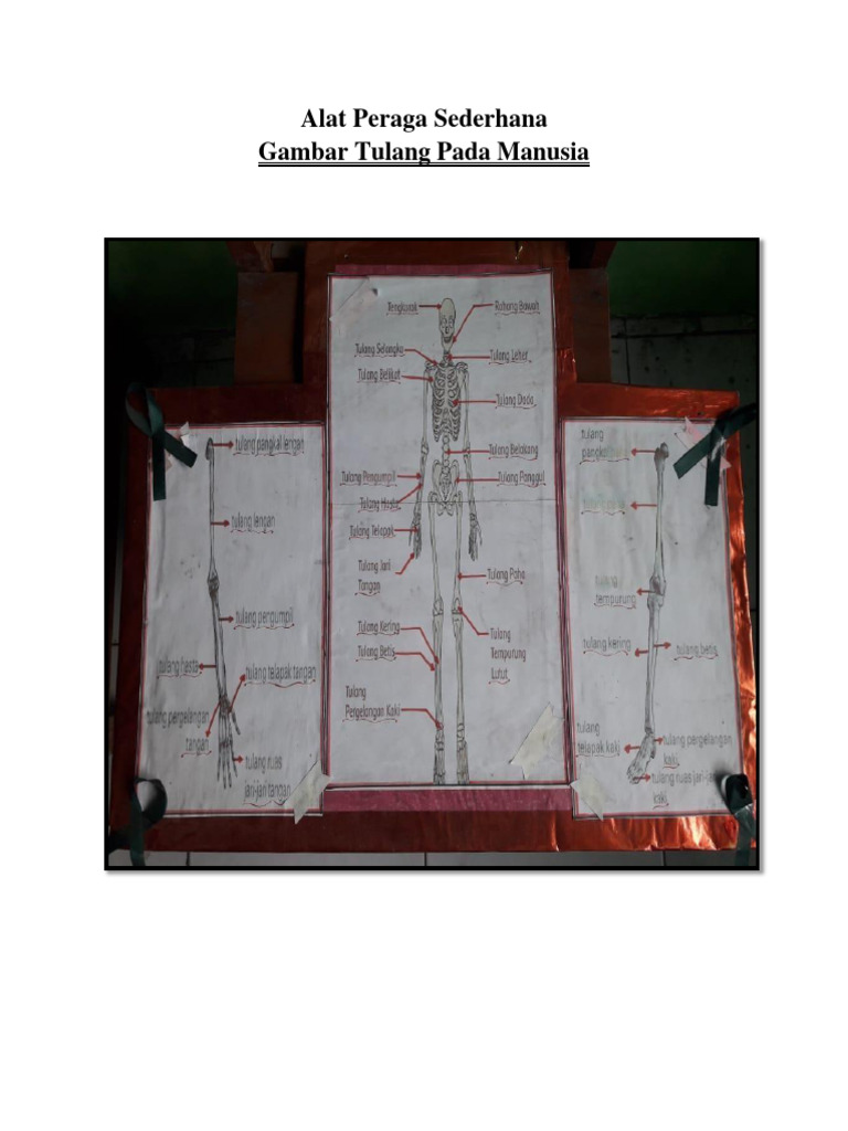 A. Alat Peraga (Gambar Tulang Pada Manusia) | PDF