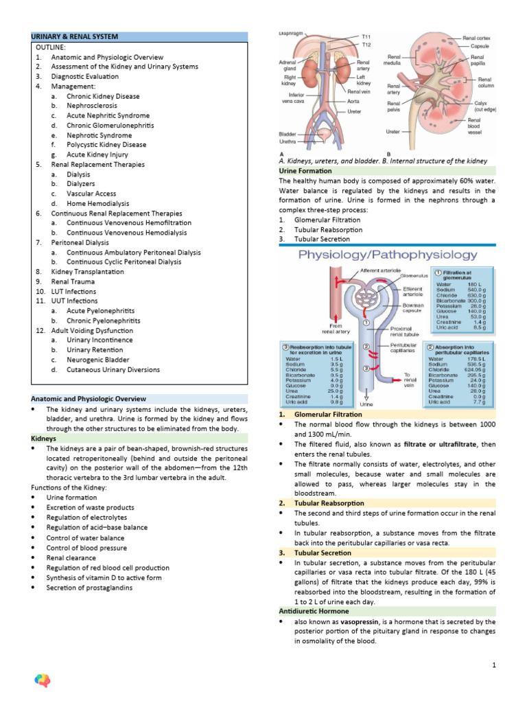 Urinary Renal System | PDF | Kidney | Urinary Incontinence