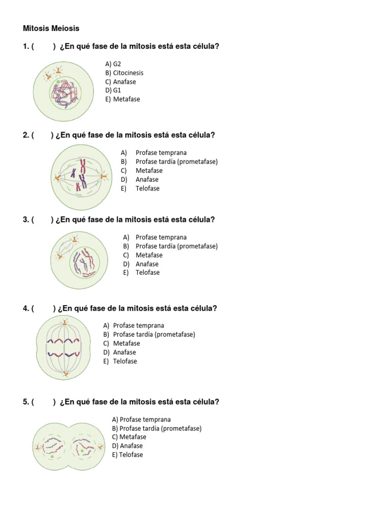 Guia Mitosis y Meiosis 2024 | Descargar gratis PDF | Mitosis | Mitosis
