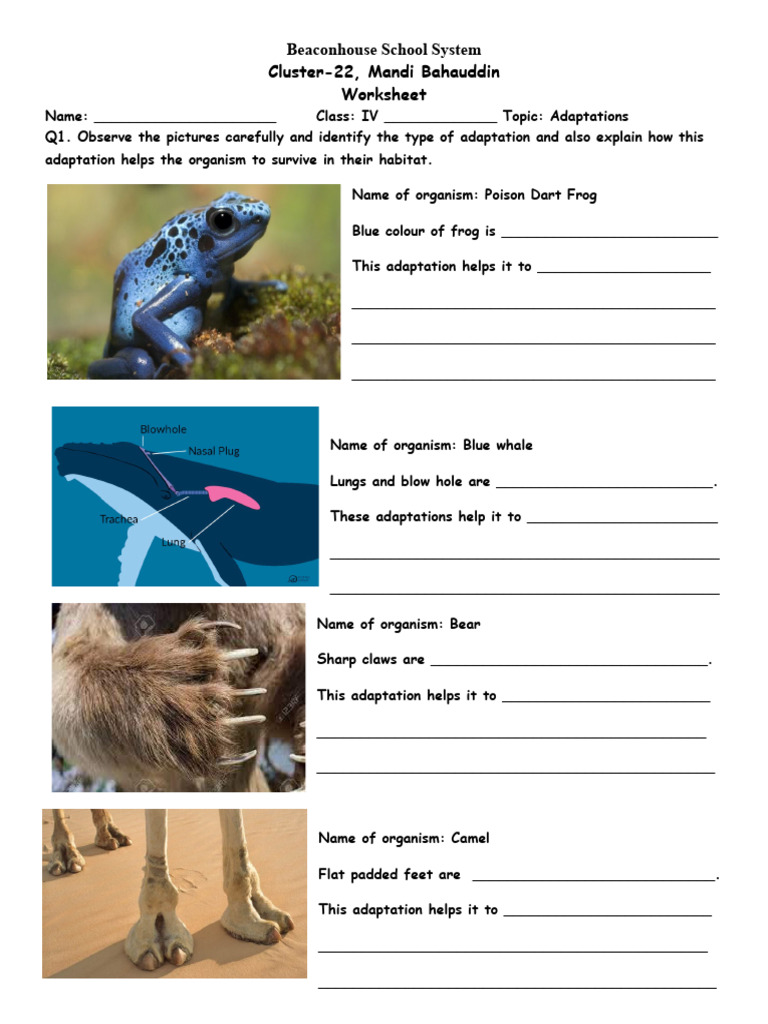 Adaptations Worksheet for Class IV | PDF | Zoology