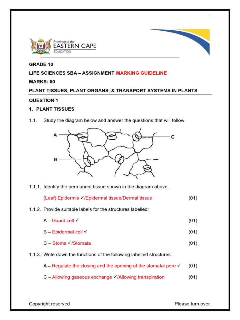 Grade 10 MG - Assignment | PDF | Stoma | Tissue (Biology)