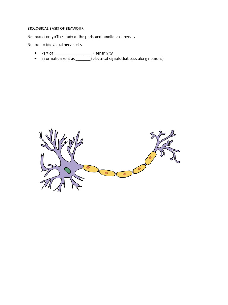 BIO BASIS AP Psych | PDF | Nervous System | Neuron