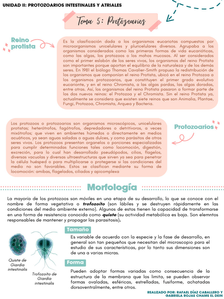 Morfología y Clasificación de Protozoarios | PDF | Protozoos | Biología ...