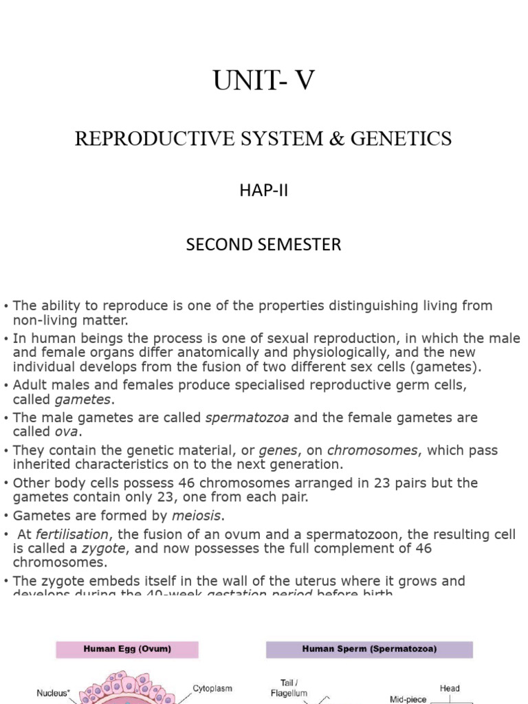 Unit V Hap Ii Pdf Menstrual Cycle Testicle