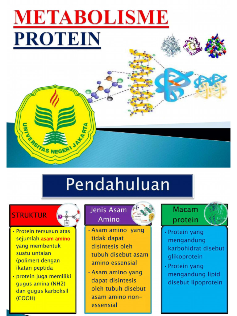 Metabolisme Protein | PDF