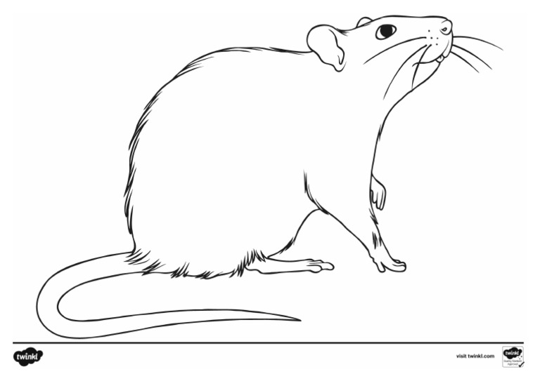 t Tp 2663464 Fat Rat Colouring Sheet Ver 1 | PDF