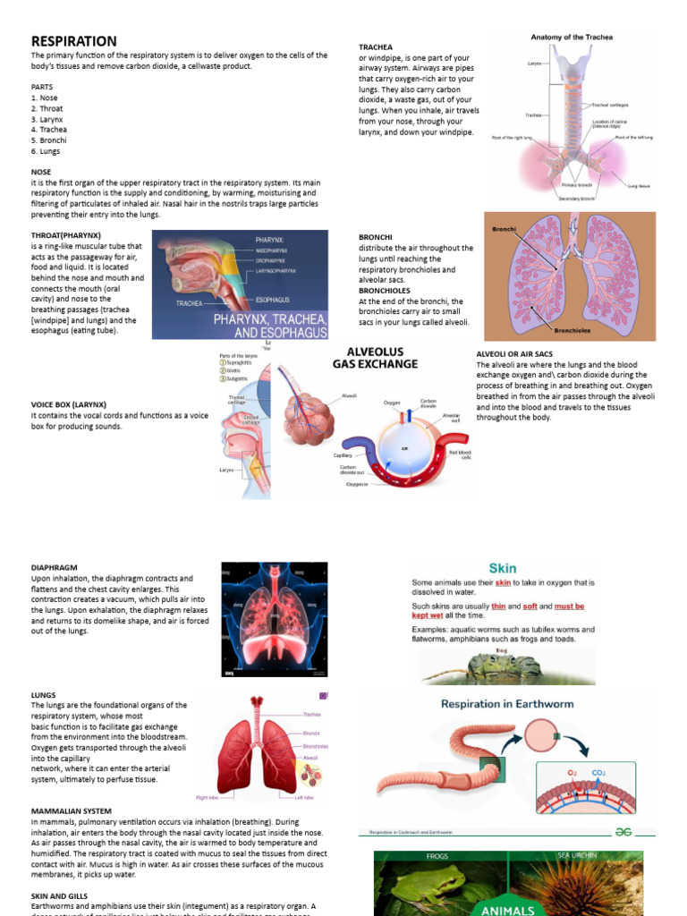 RESPIRATION | Download Free PDF | Respiratory Tract | Lung