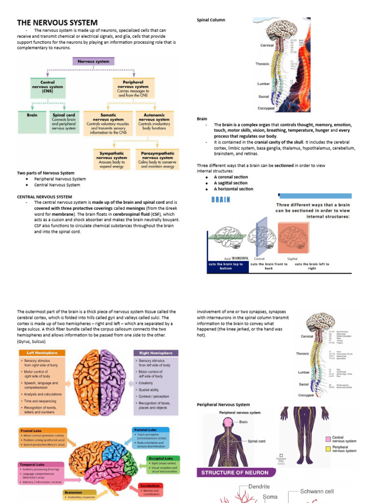 THE-NERVOUS-SYSTEM | PDF | Central Nervous System | Nervous System