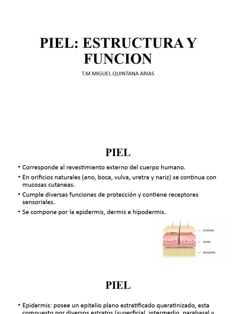 Piel Estructura y Función | Descargar gratis PDF | Piel | Hueso