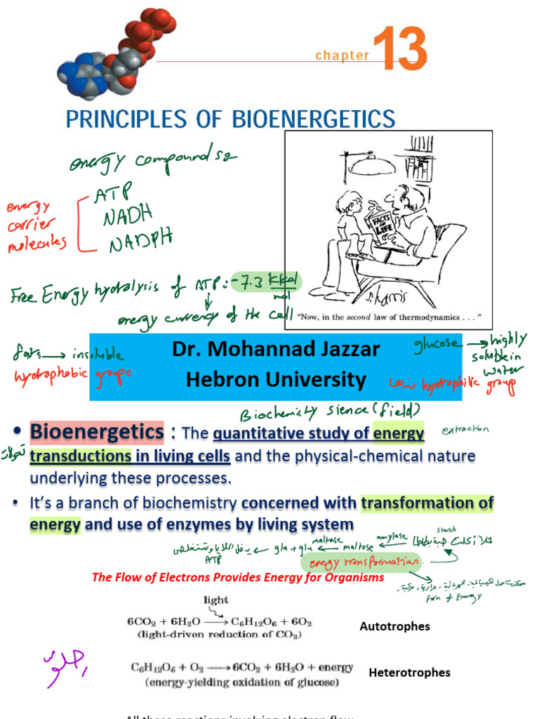 Chapter II | PDF | Adenosine Triphosphate | Nicotinamide Adenine Dinucleotide