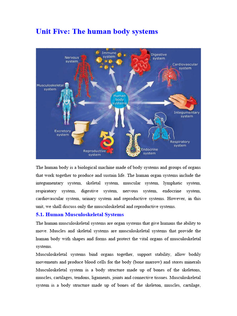 Unit Five-Human Body System | PDF | Muscle | Human Musculoskeletal System