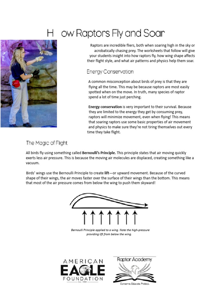 Paper Airplanes Worksheet | PDF | Lift (Force) | Flight