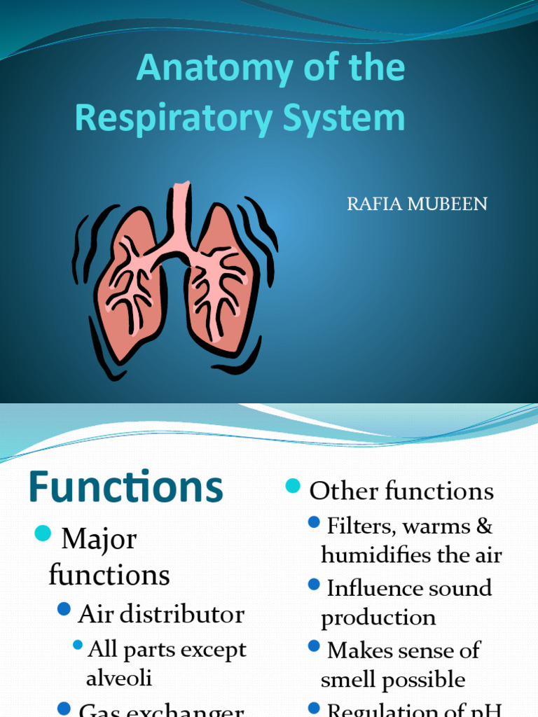 Anatomy of The Respiratory System | PDF | Lung | Respiratory Tract