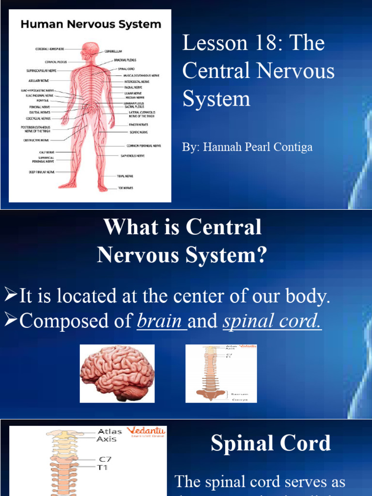 Lesson 18 | PDF | Nervous System | Neuron