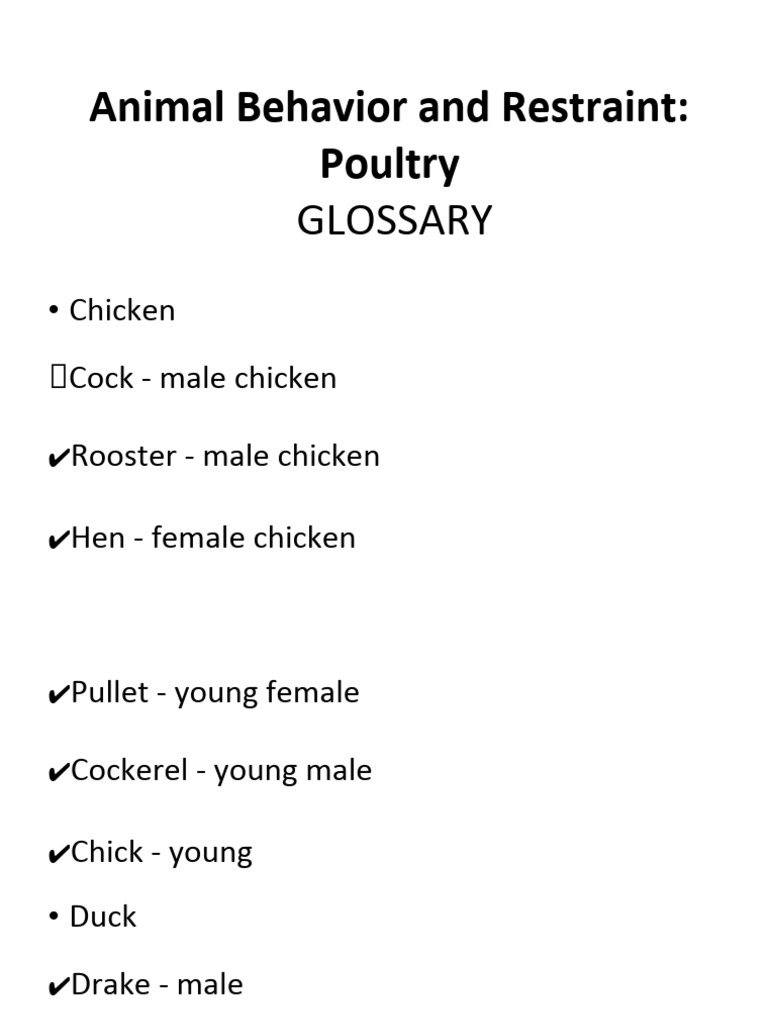 Poultry Restraints and Others | PDF | Chicken | Pulse