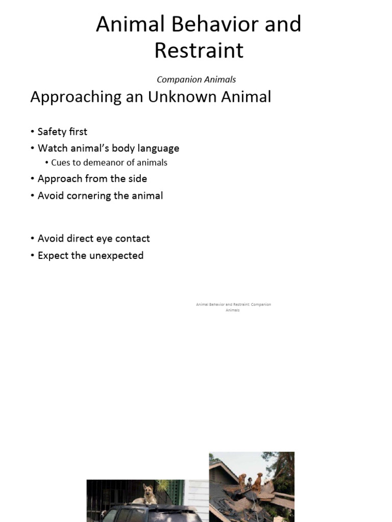 Dog and Cat Restraint | Download Free PDF | Dogs | Leash