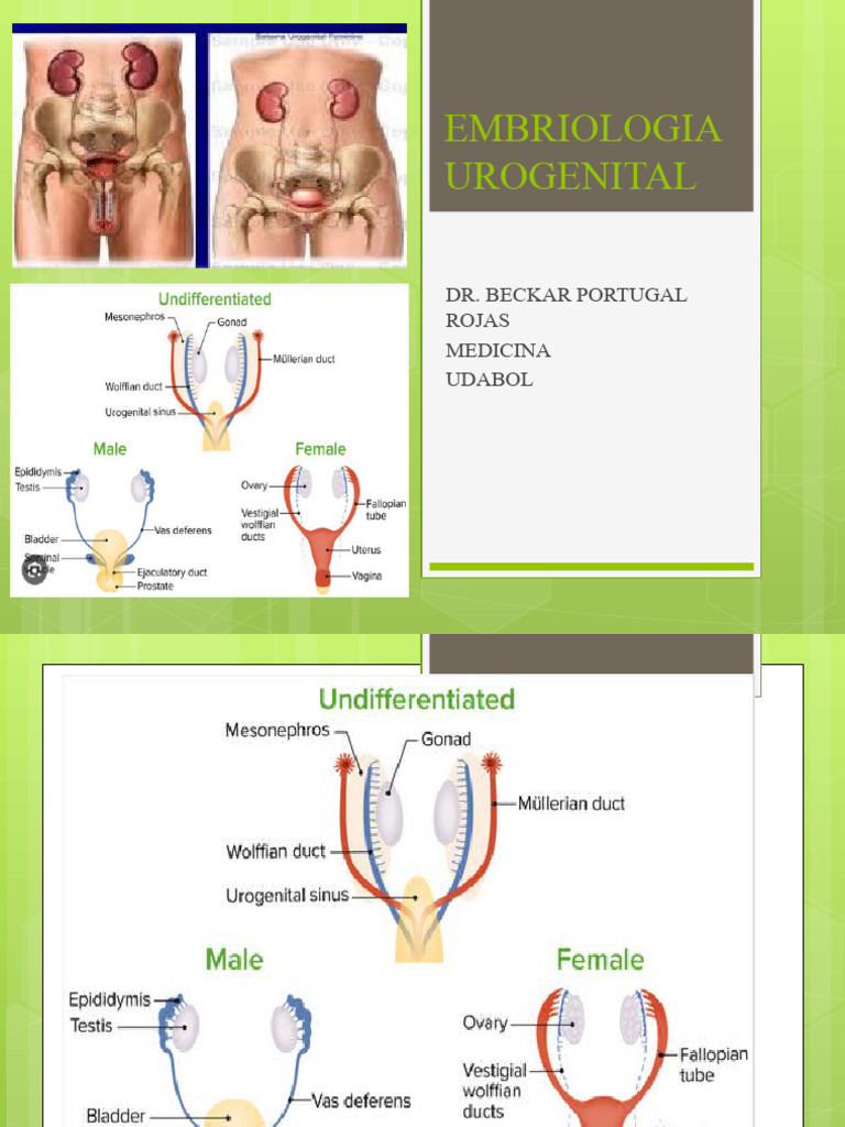 Desarrollo del Sistema Urogenital | PDF | Ciencia y matemáticas