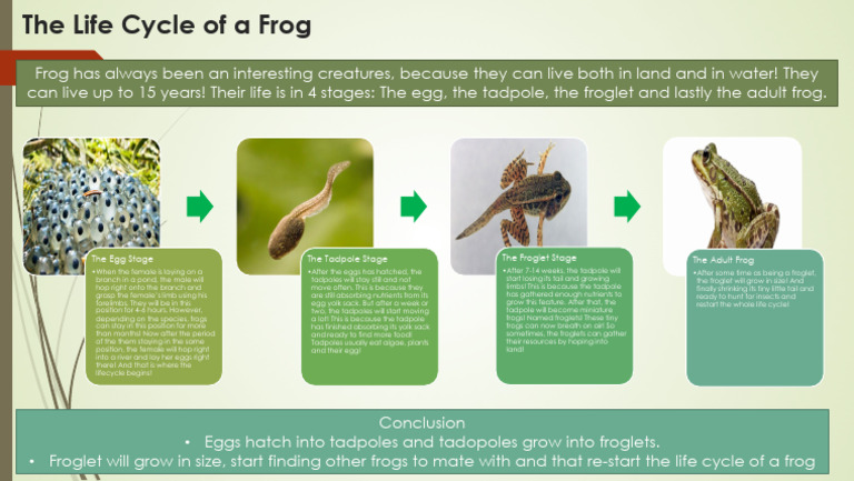 The Life Cycle of A Frog | PDF