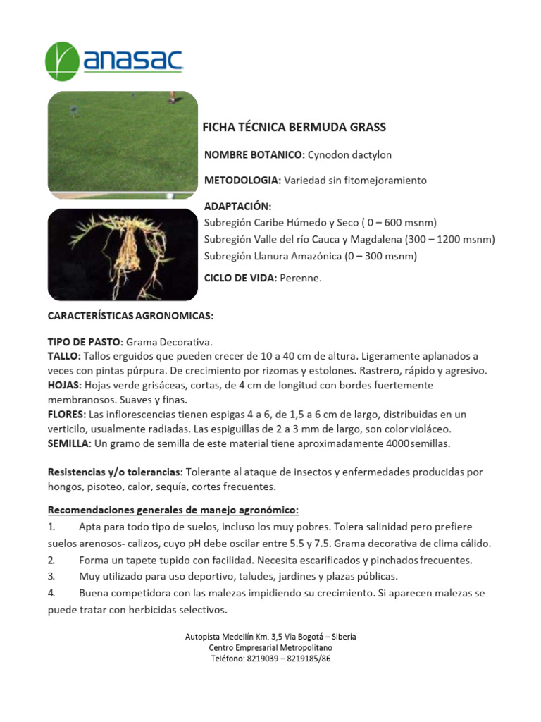 Ficha Tcnica Bermuda Grass | PDF | Hogar, jardinería y bricolaje