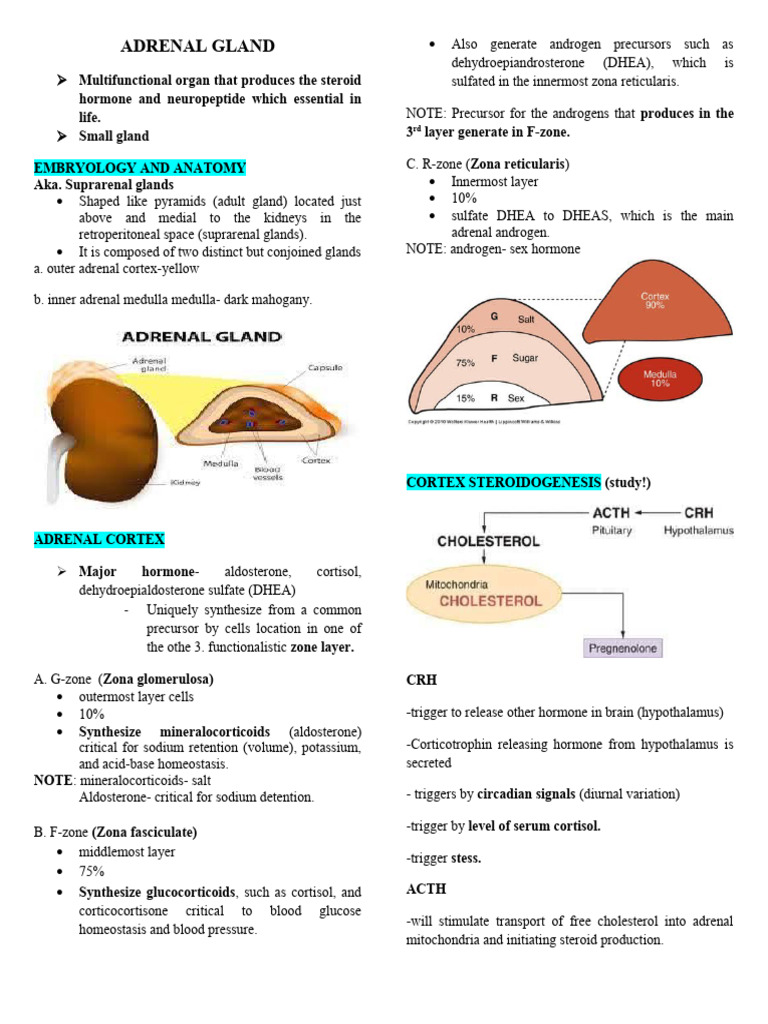 ADRENAL-GLAND | PDF | Adrenal Gland | Pancreas