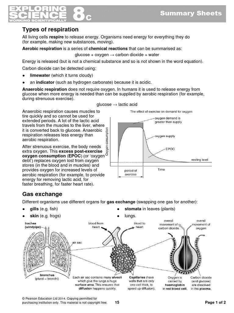 Types of Respiration: Summary Sheets | PDF | Breathing | Lung