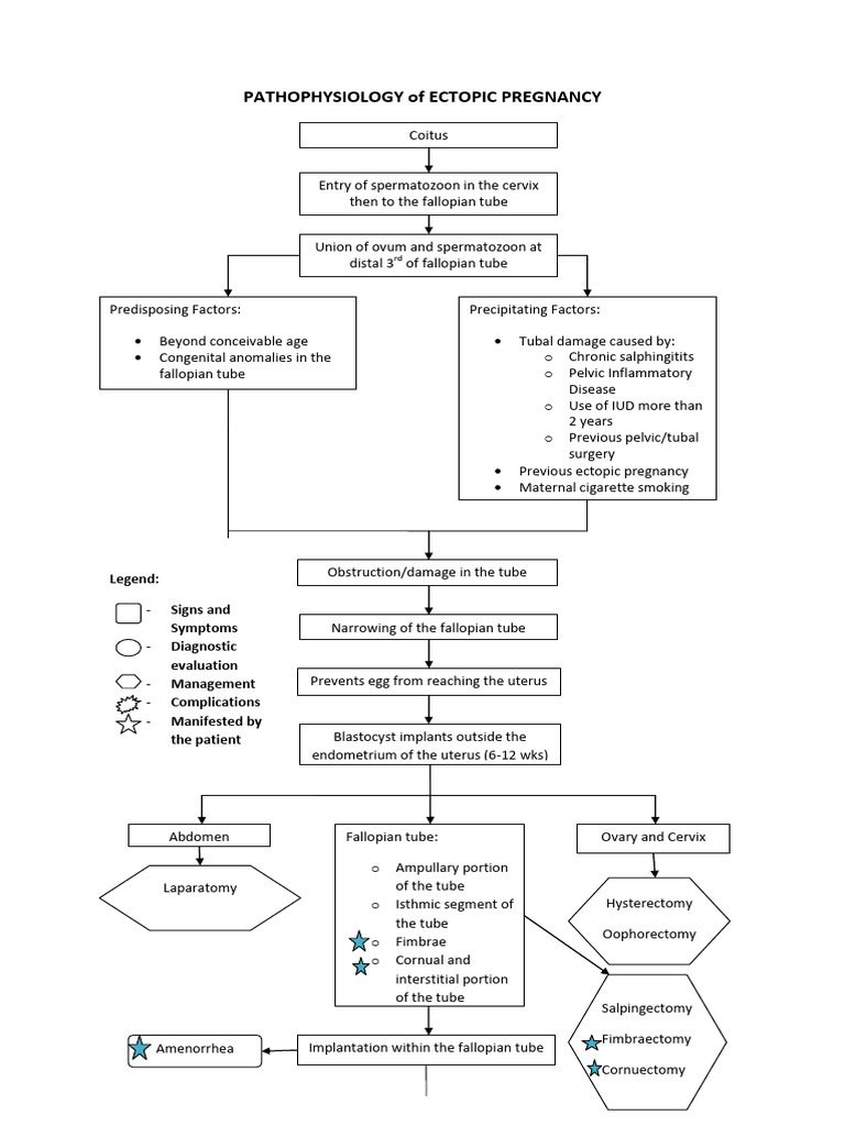 Pa Tho Physiology of Ectopic Pregnancy | PDF | Uterus | Medical Specialties