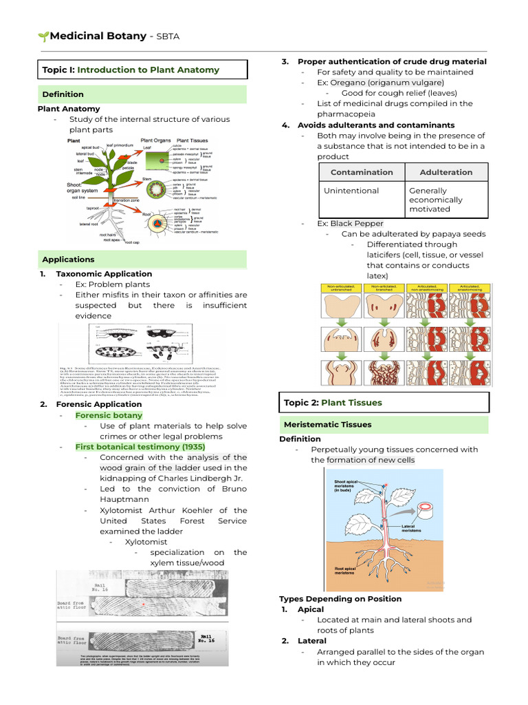 Plant Anatomy - Notes | PDF | Tissue (Biology) | Leaf