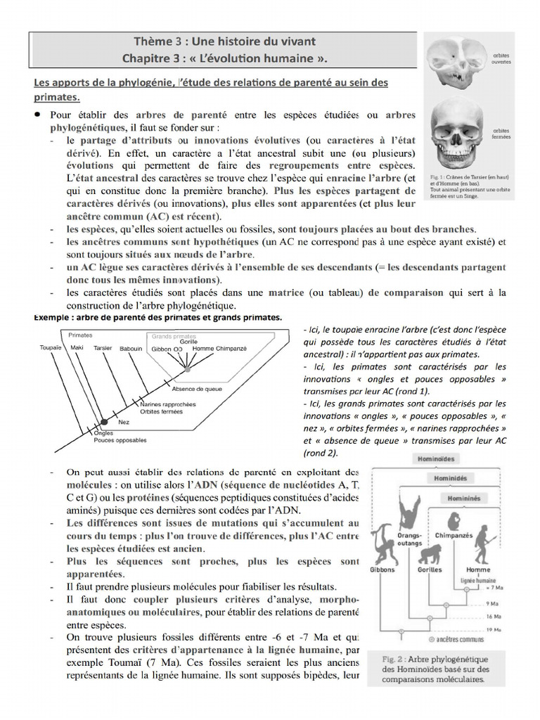 Évolution Humaine | PDF