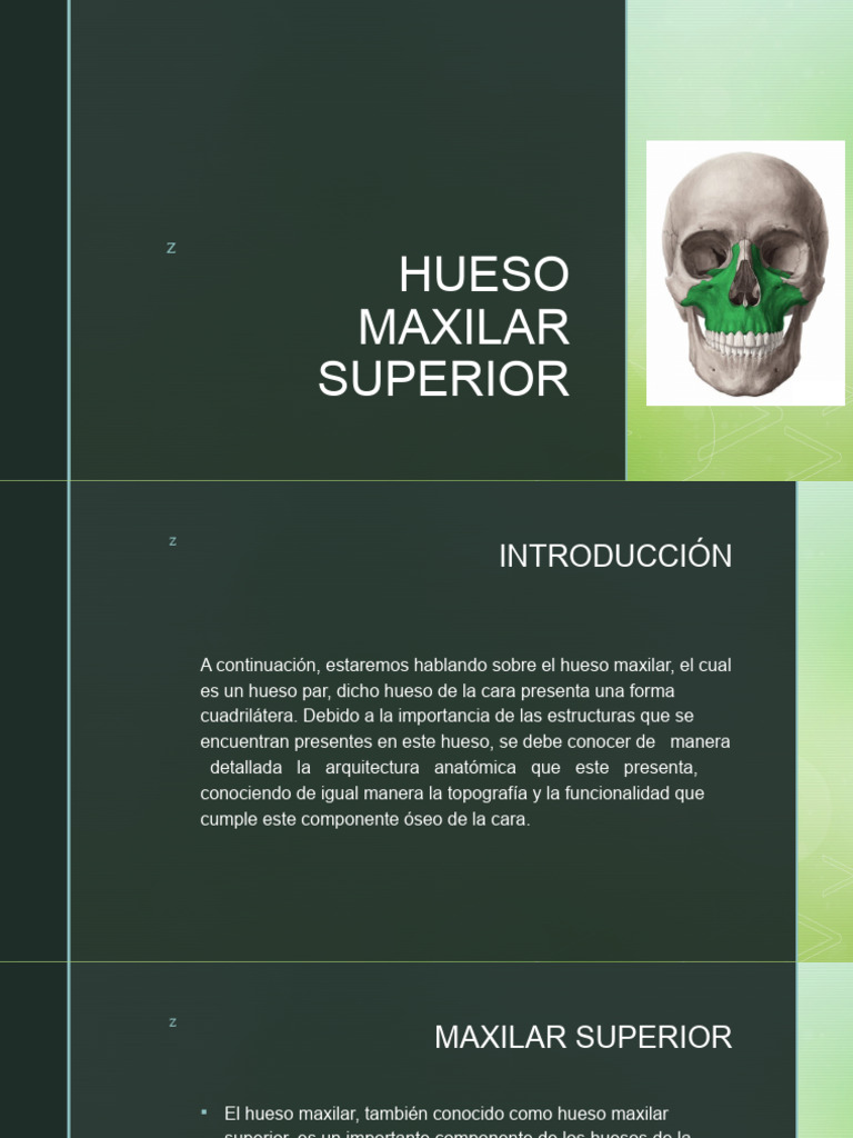 Anatomía del Hueso Maxilar Superior | PDF | Anatomía | Sistema ...