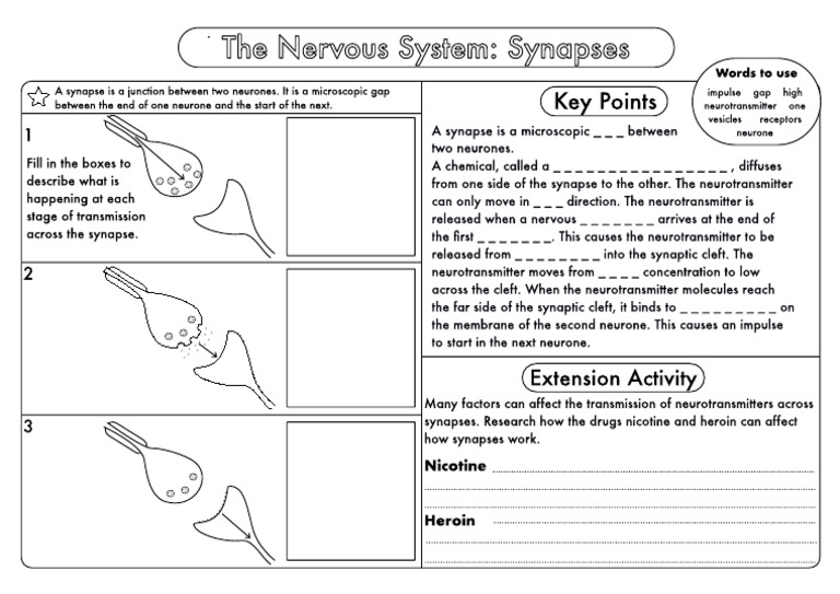 GCSE Biology Synapses Worksheet | PDF