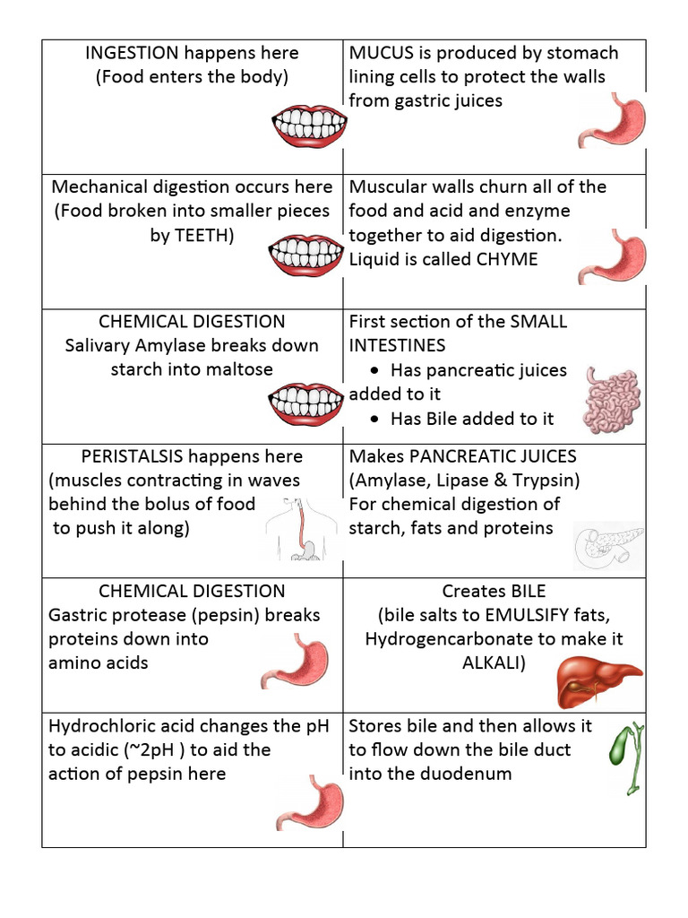 Round The Room Digestion Summary | PDF | Digestion | Stomach