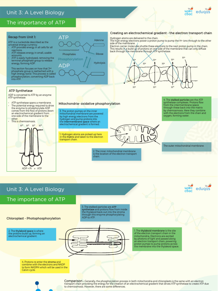 Unit 3 A-Level Biology The Importance of Atp | Download Free PDF ...