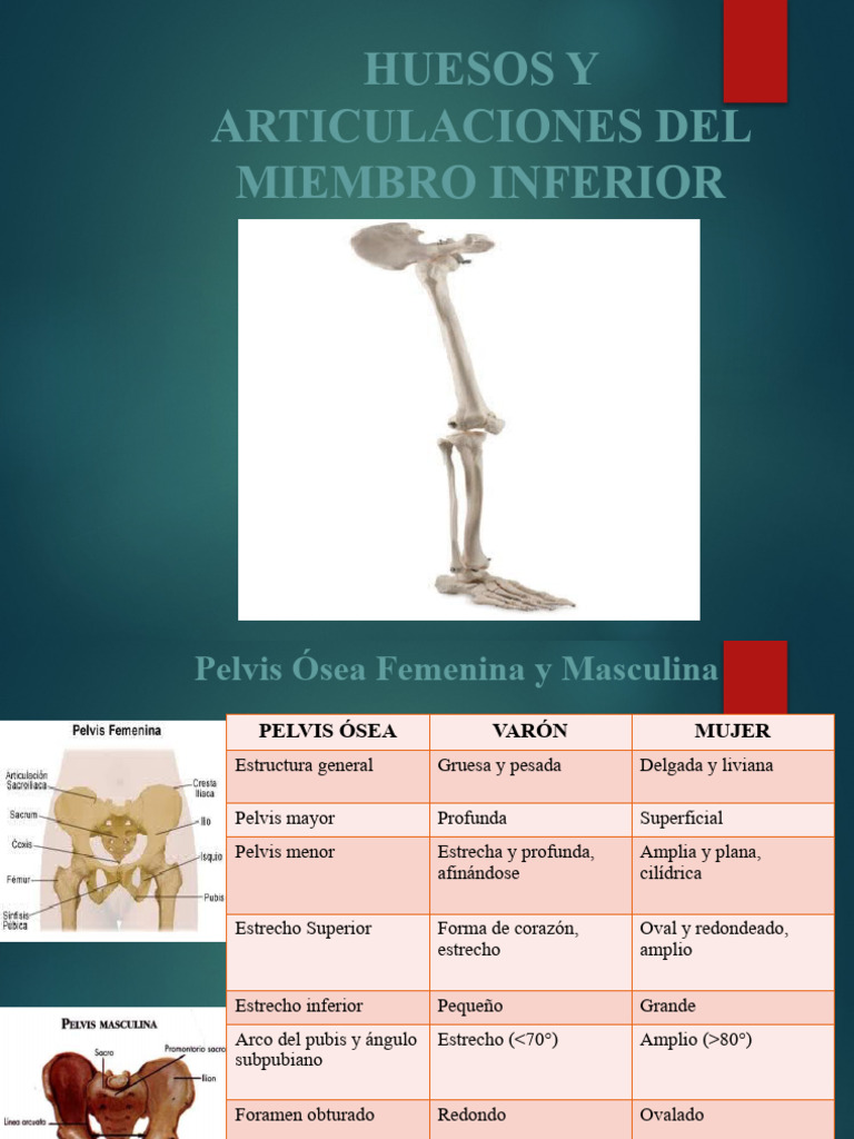 Anatomía de Miembro Inferior | Descargar gratis PDF | Pelvis | Articulación