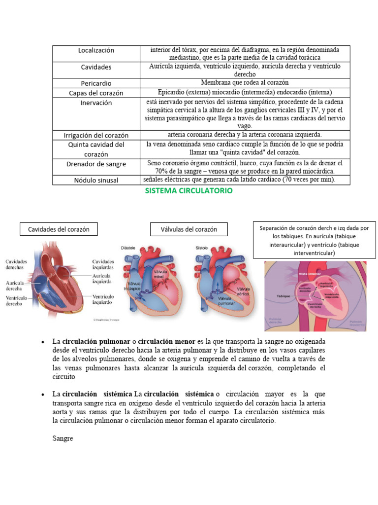 Sistema Circulatorio | PDF | Corazón | Sistema circulatorio