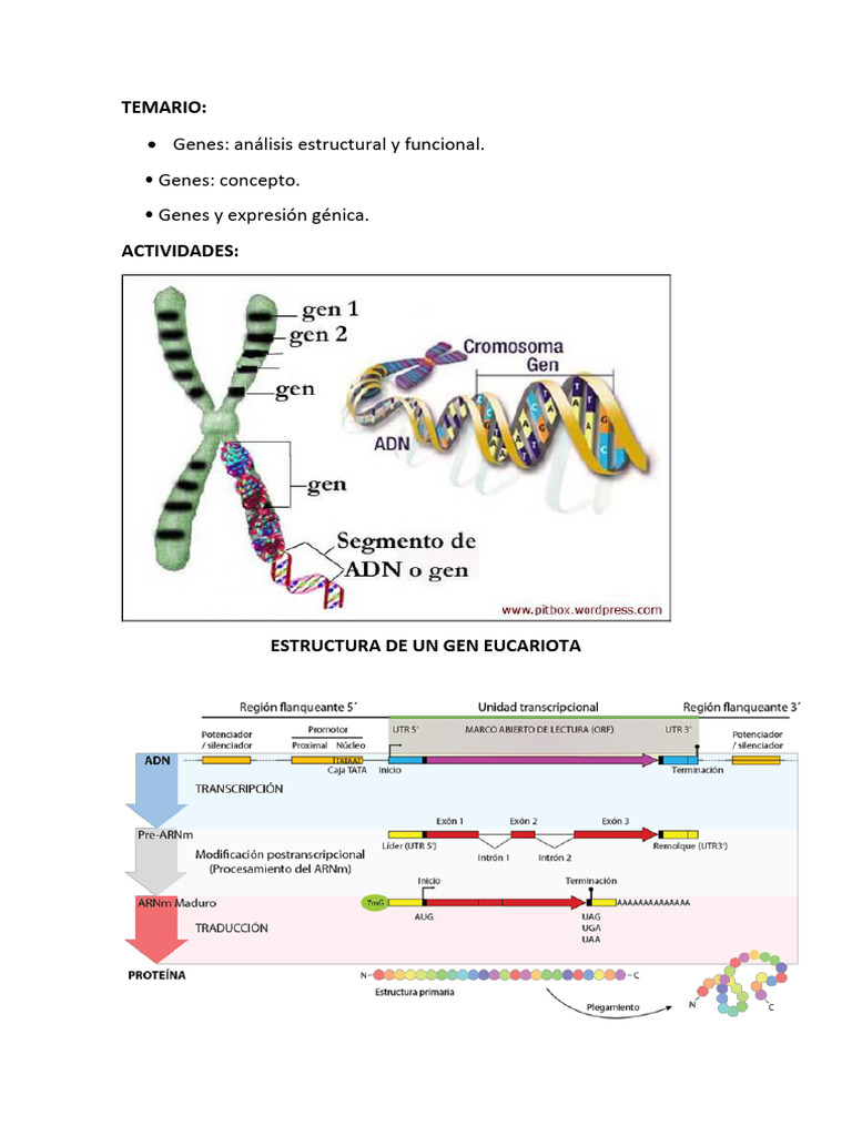Estructura y Función de los Genes Eucariotas | PDF | Adn | Gene