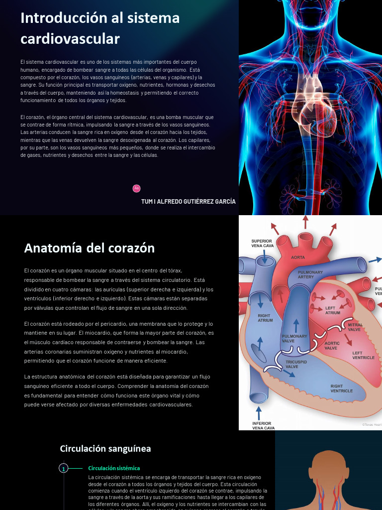 Guía del Sistema Cardiovascular | PDF | Corazón | Sistema circulatorio