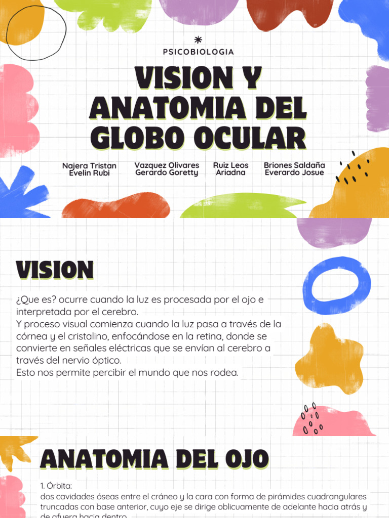 Vision y Anatomia Del Ojo | PDF | Ojo humano | Ojo