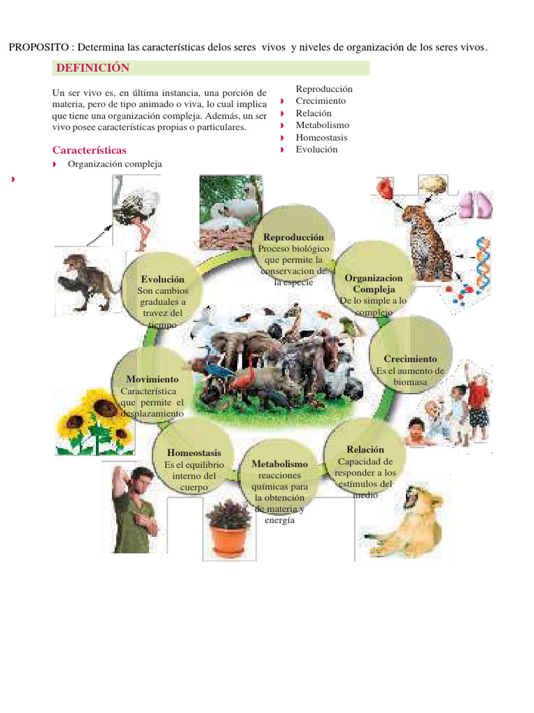ficha de caracteristicas de los seres vivos | PDF | Organismos ...