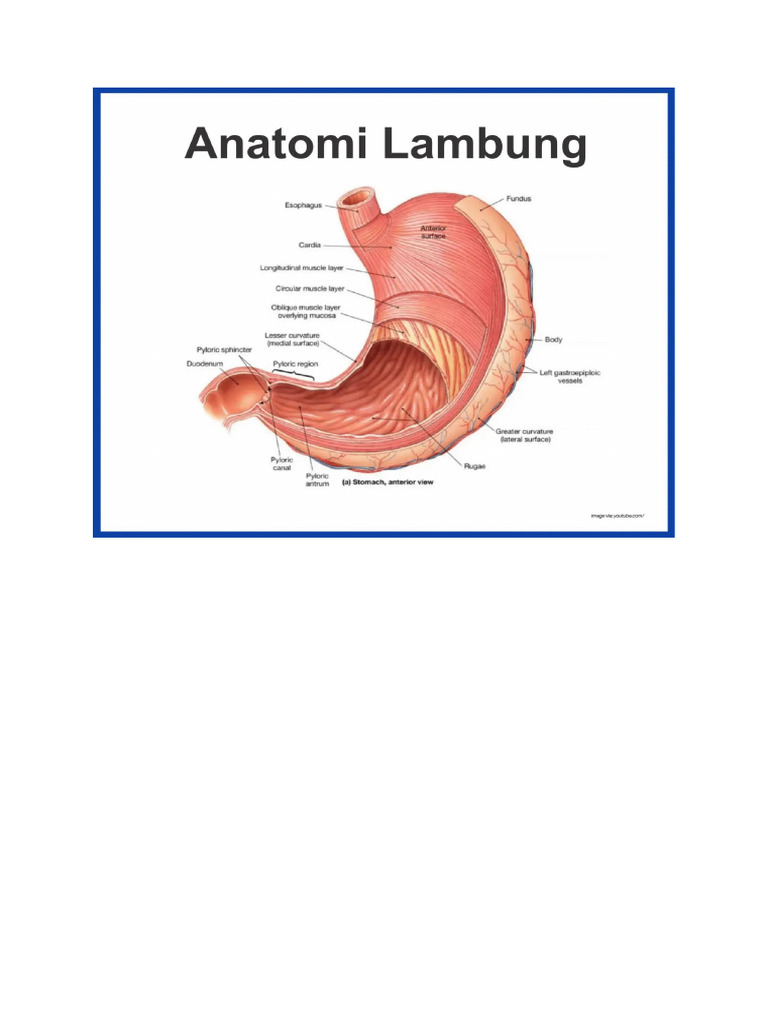 Lambung Manusia, Anatomi Lambung, Anatomi Gaster | PDF