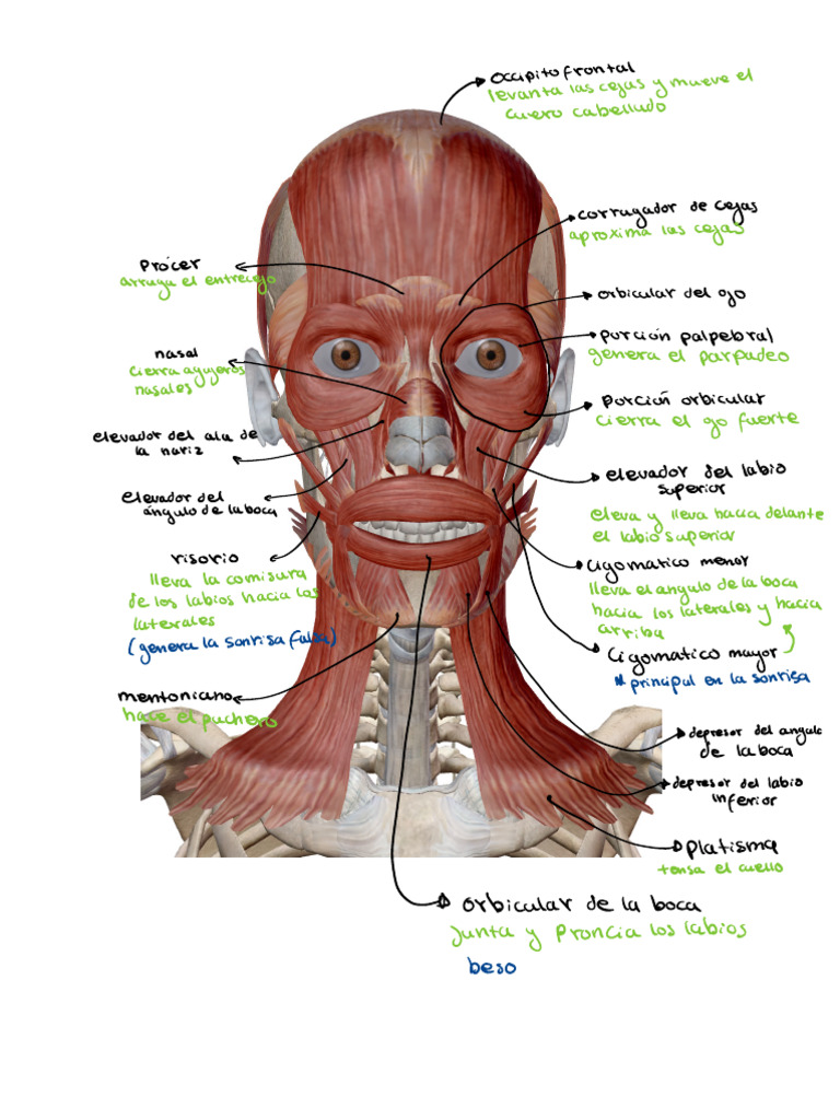 Anatomía y Funciones de los Músculos Faciales y del Cuello | PDF ...