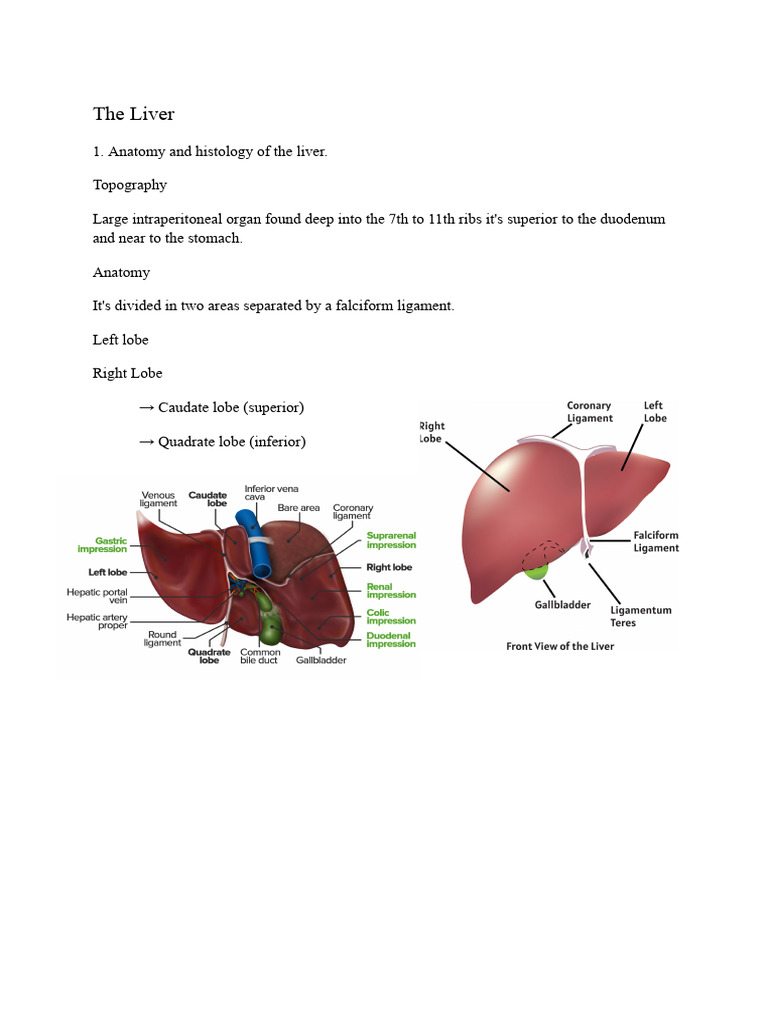 U6 - Liver | PDF | Liver | Biology
