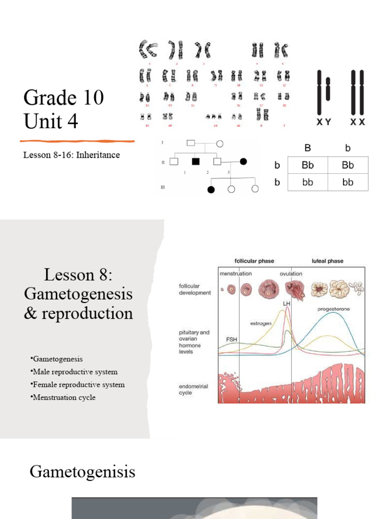 Lesson 8-16 Inheritance | PDF | Dominance (Genetics) | Zygosity