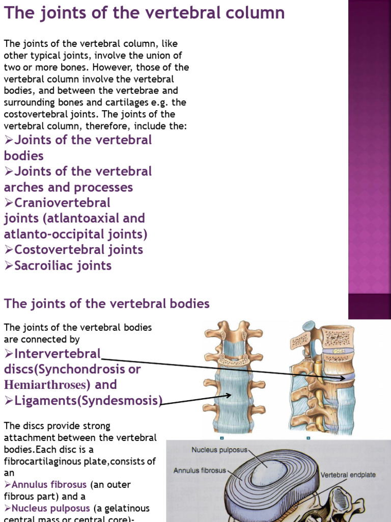 Joint of Vertebral Column | PDF | Vertebra | Vertebral Column